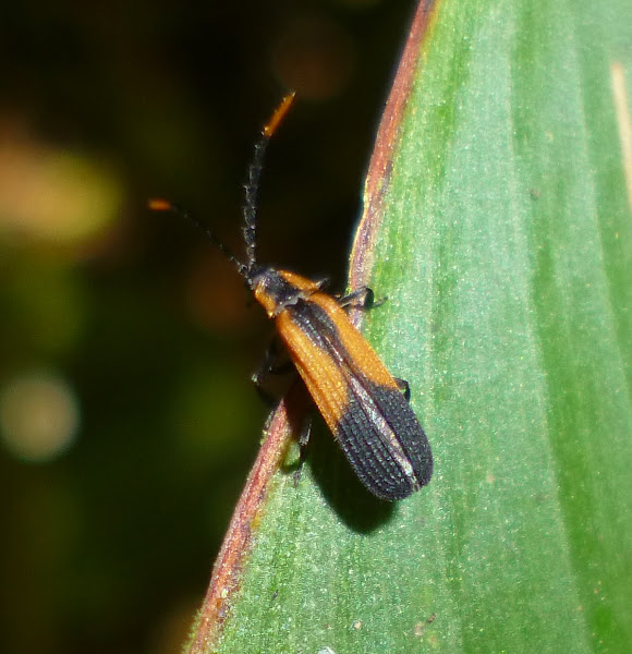 Banded net-winged beetle | Project Noah