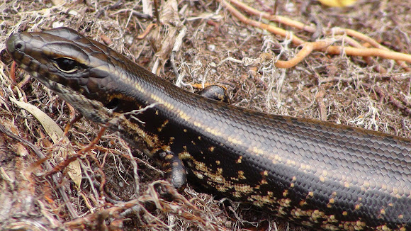 Eastern Water Skink | Project Noah