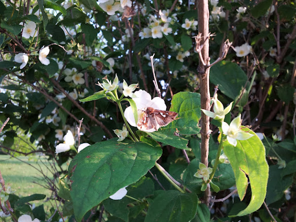 Bilobed Looper | Project Noah