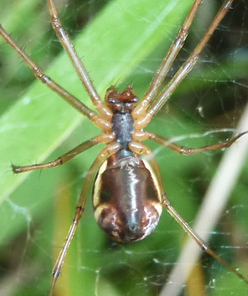 Money Spider | Project Noah