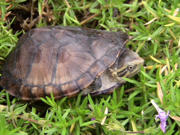 Red-cheeked Mud Turtle x Common Musk Turtle | Project Noah