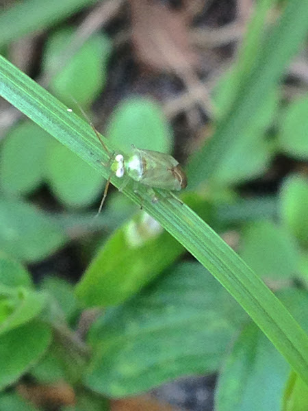 Broken-backed Bug | Project Noah