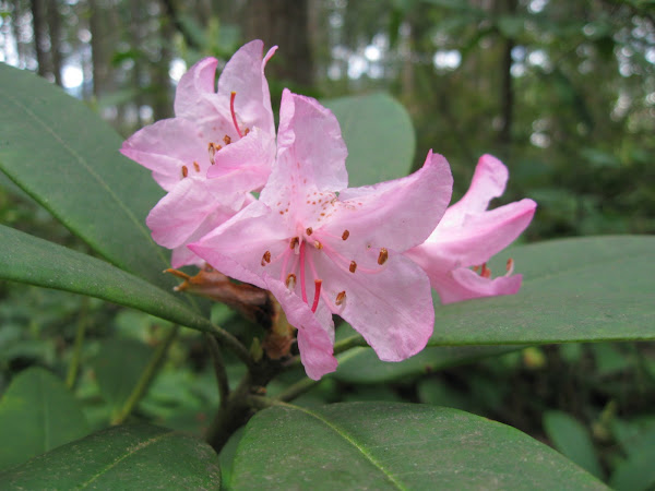 Coast Rhododendron | Project Noah