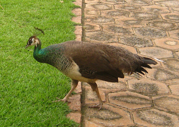 Indian Peafowl (female) | Project Noah