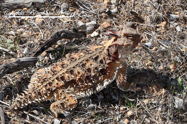 Coast Horned Lizard | Project Noah