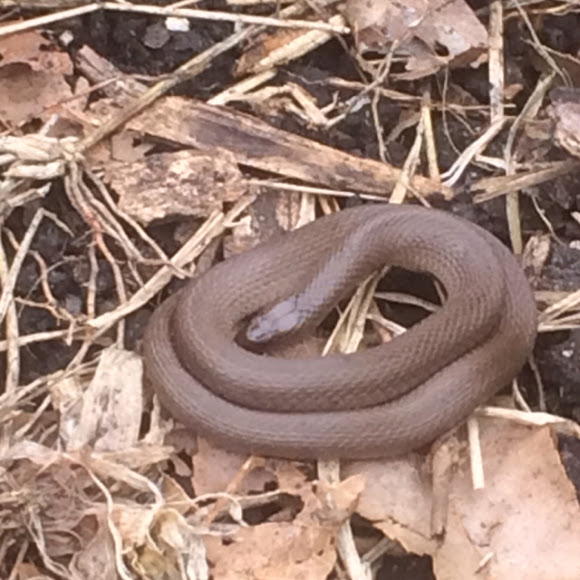 Rough Earth Snake | Project Noah