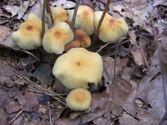 Spotting | Project Noah