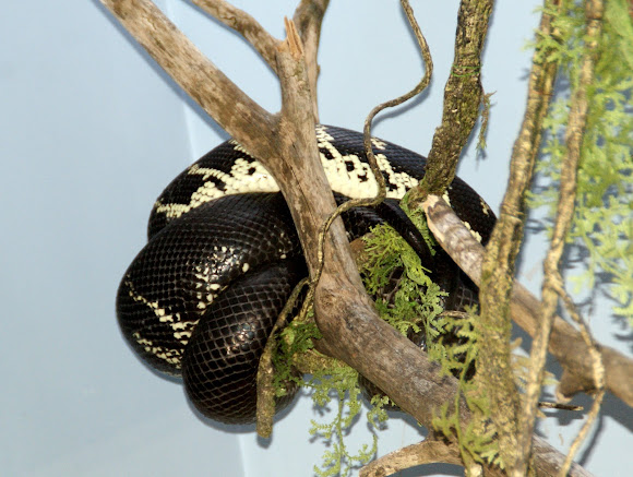 Boelens Python | Project Noah