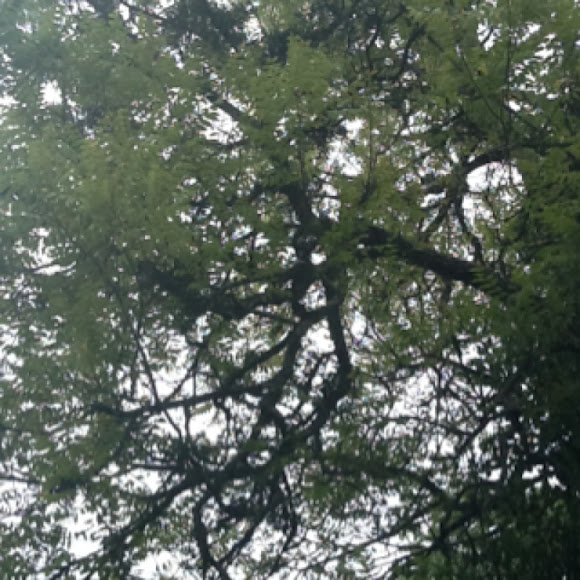 Chinese Sumac, Tree of Heaven | Project Noah