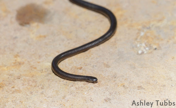 Peter's Thread Snake | Project Noah