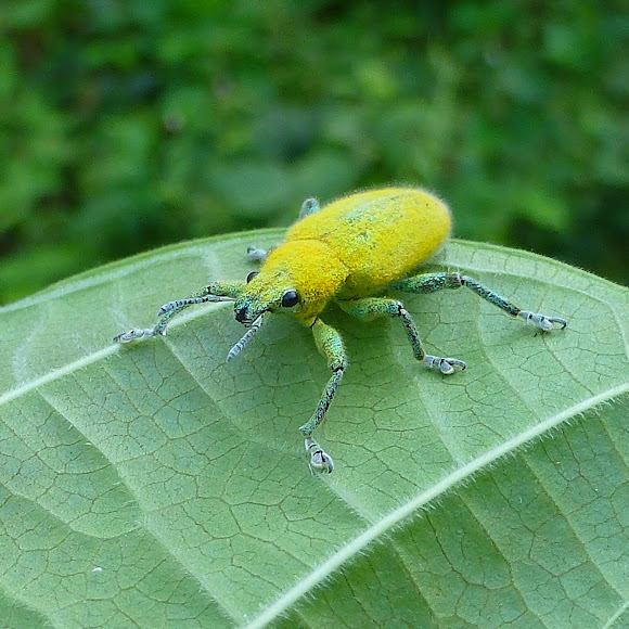 Golden Glitter/Gold Dust Weevil | Project Noah