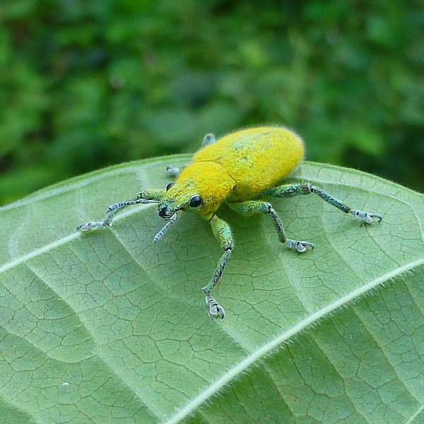 Golden Glitter/Gold Dust Weevil | Project Noah