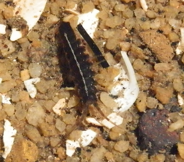 Sea Centipede (Isopod) | Project Noah