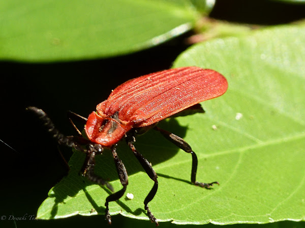 Lycid beetle | Project Noah