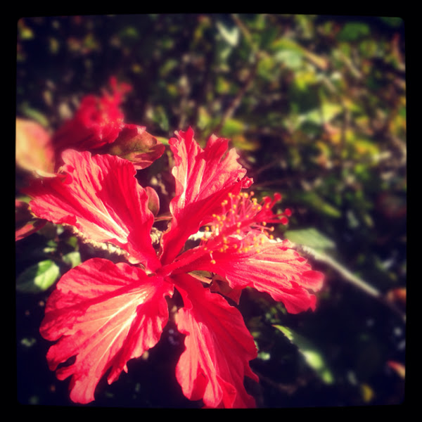 Red Hot Hibiscus | Project Noah