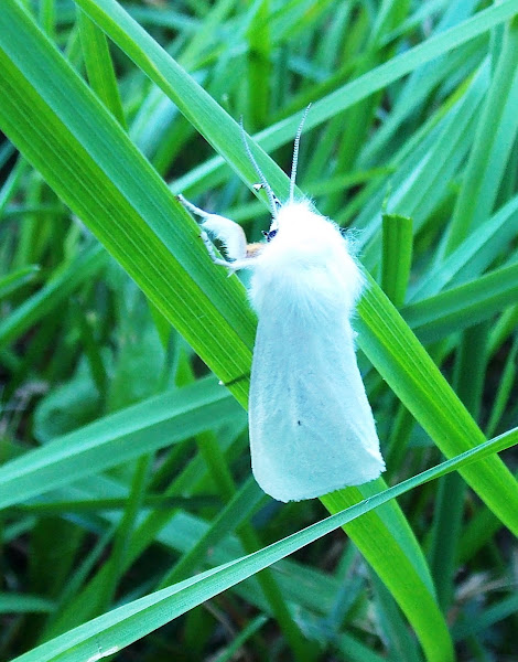 Snow-White Linden Moth | Project Noah