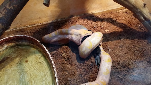 Burmese Python | Project Noah