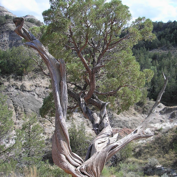 Interesting Trees & Flowers of the Midwest | Project Noah