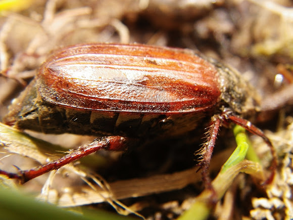 European cockchafer, hrušt | Project Noah