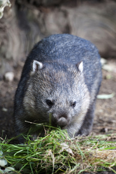 wombat 5 ways | Project Noah