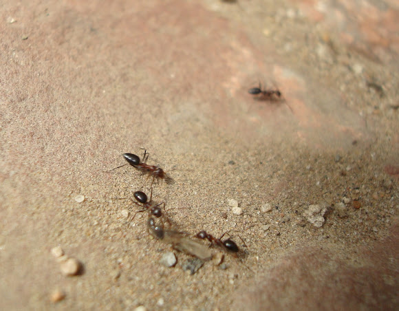 Common Broad Acrobat Ant | Project Noah