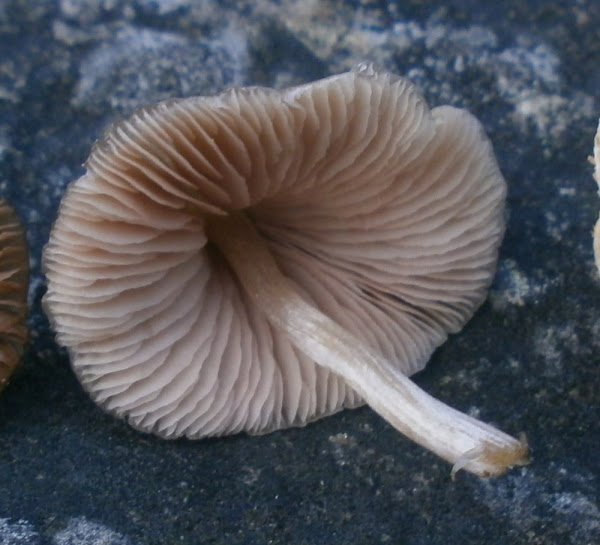 Star Pinkgill? | Project Noah