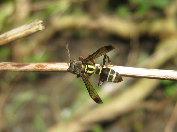 Tropical Paper Wasp | Project Noah