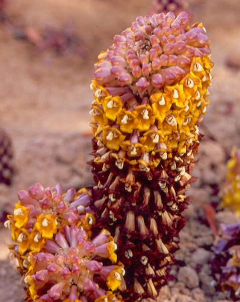 Desert Hyacinth; Arabic name: thanoon; tartooth; basul | Project Noah