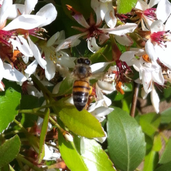 Honey Bee | Project Noah