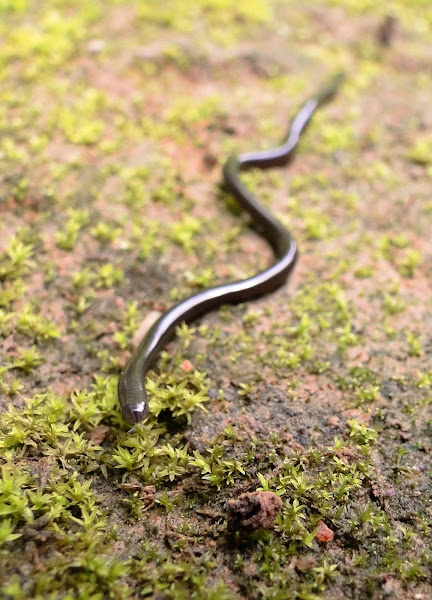 Brahminy blind snake | Project Noah