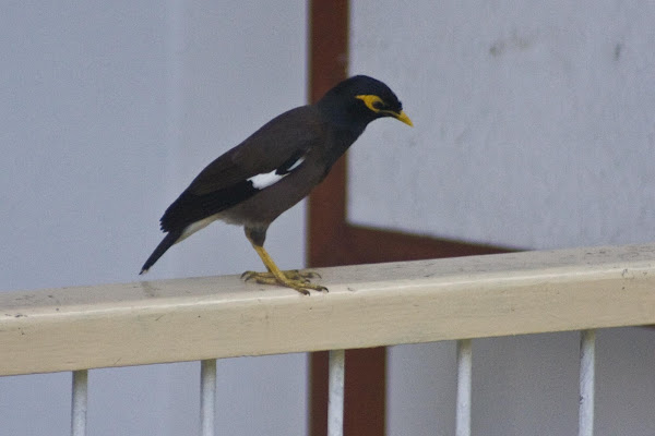 Common, or Indian, Mynah | Project Noah
