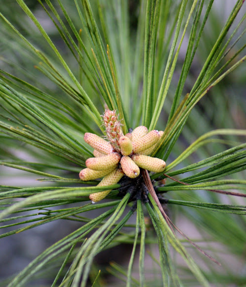 Loblolly Pine | Project Noah