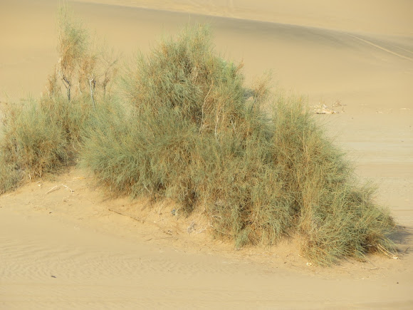 White saxaul | Project Noah