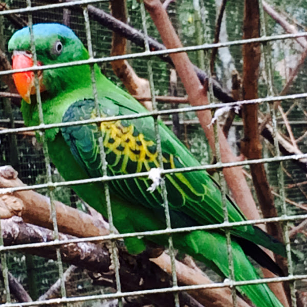 Parrot, pikoy | Project Noah