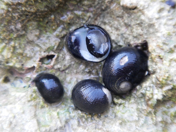 Common Nerite | Project Noah