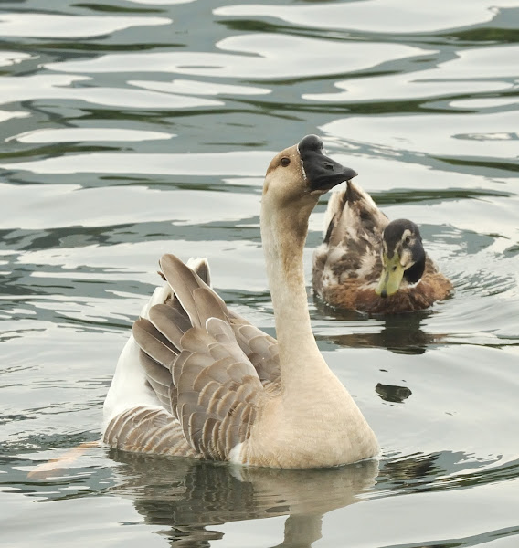 swan goose | Project Noah