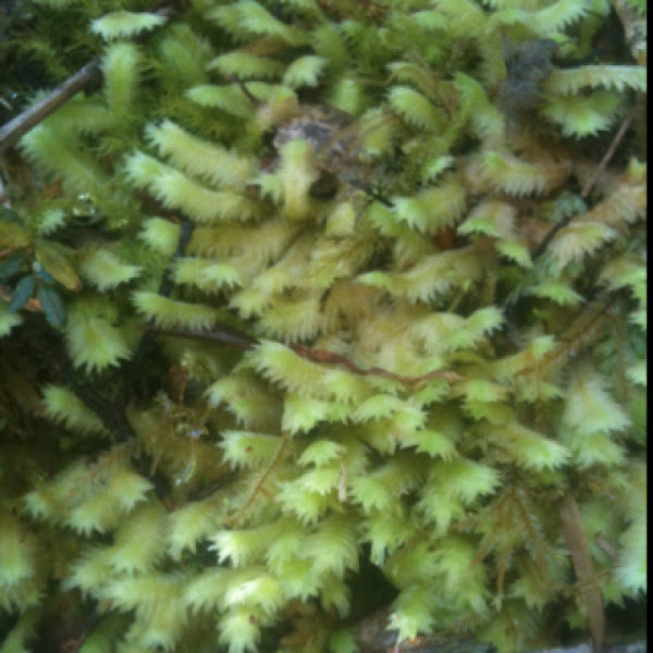 Hepatica | Project Noah