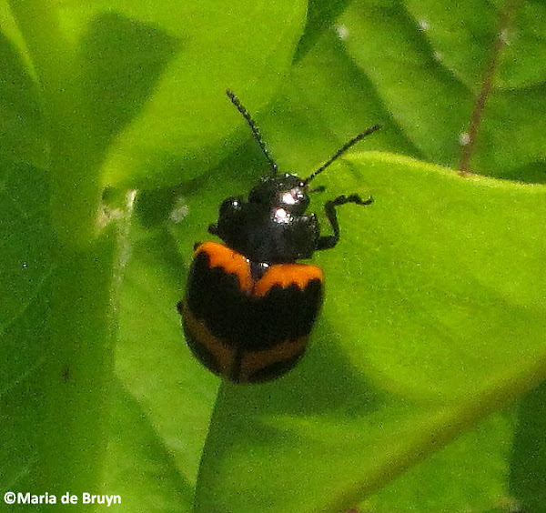 Swamp milkweed leaf beetle | Project Noah
