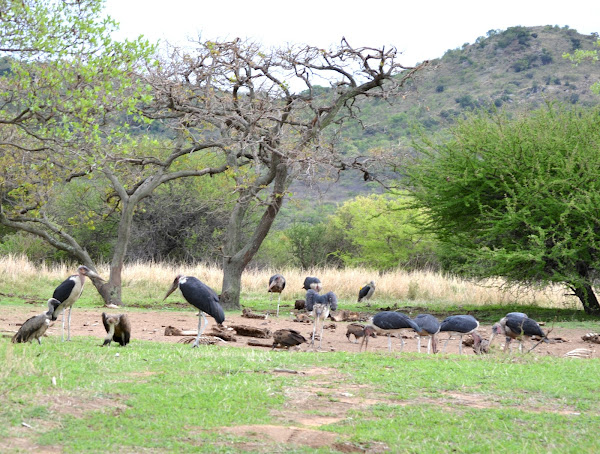 Marabou Stork | Project Noah