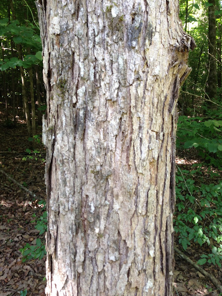 Swamp Chestnut Oak | Project Noah