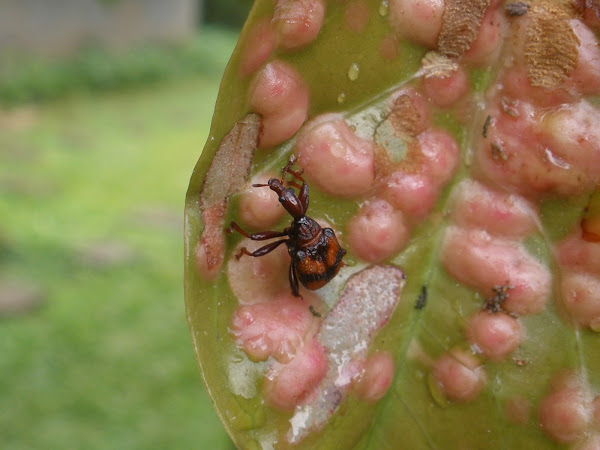 Leaf-rolling Weevil | Project Noah