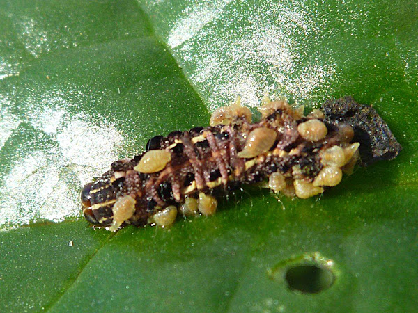 Parasitic Wasp Larvae on Caterpillar | Project Noah