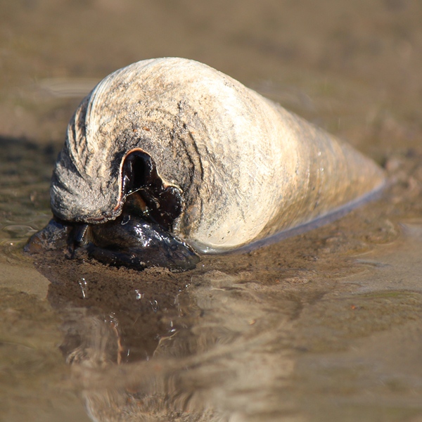 Telescope-shell Creeper or Mud Whelk | Project Noah