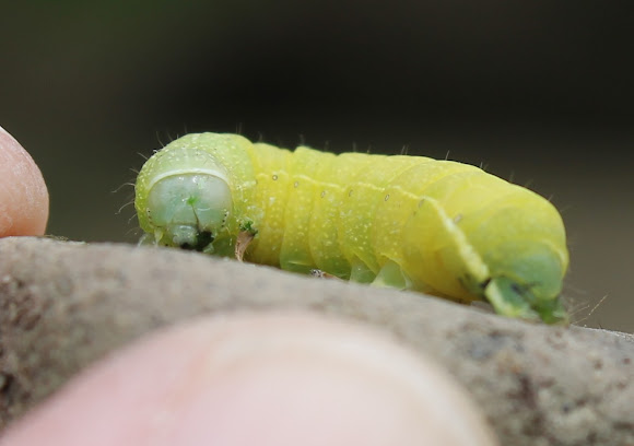 Speckled Green Fruitworm Moth | Project Noah