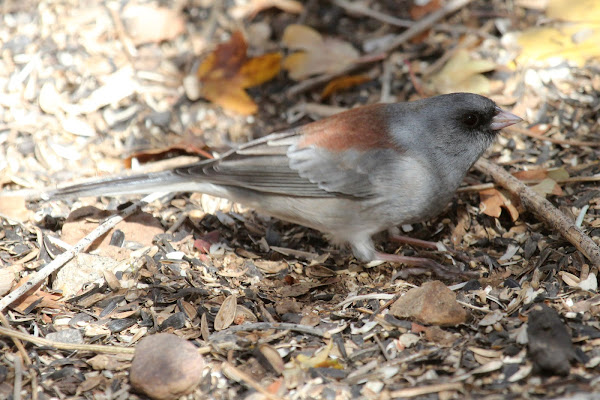 Dark eye junco Gray headed race | Project Noah