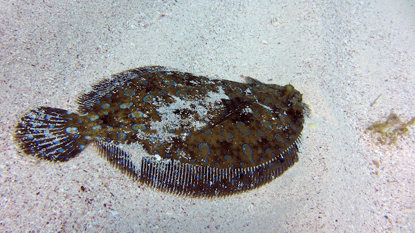 Peacock Flounder | Project Noah