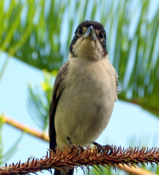 Grey Butcher Bird | Project Noah
