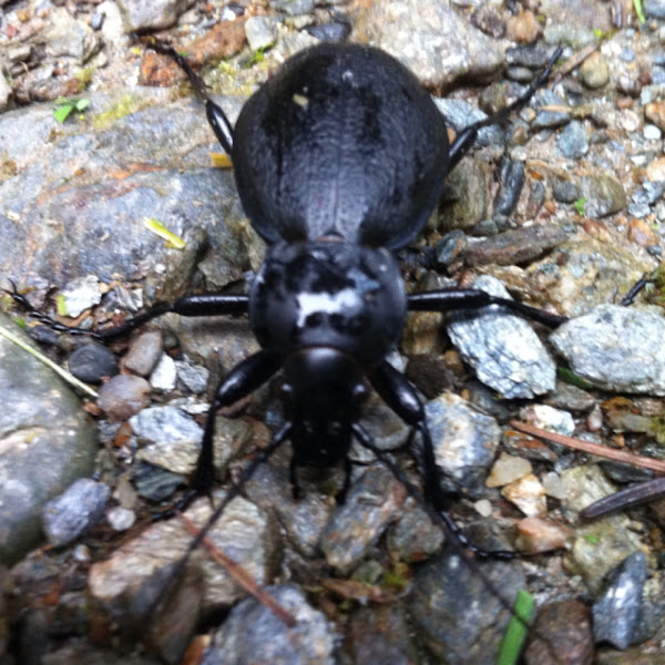 Common Black Ground Beetle | Project Noah