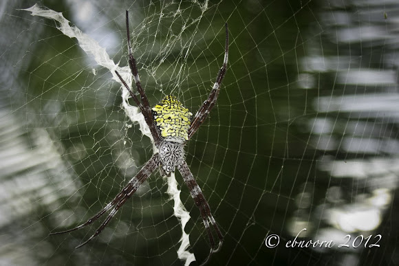 St. Andrew's Cross spider, X spider | Project Noah