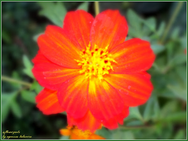 Dwarf Cosmos Plant | Project Noah